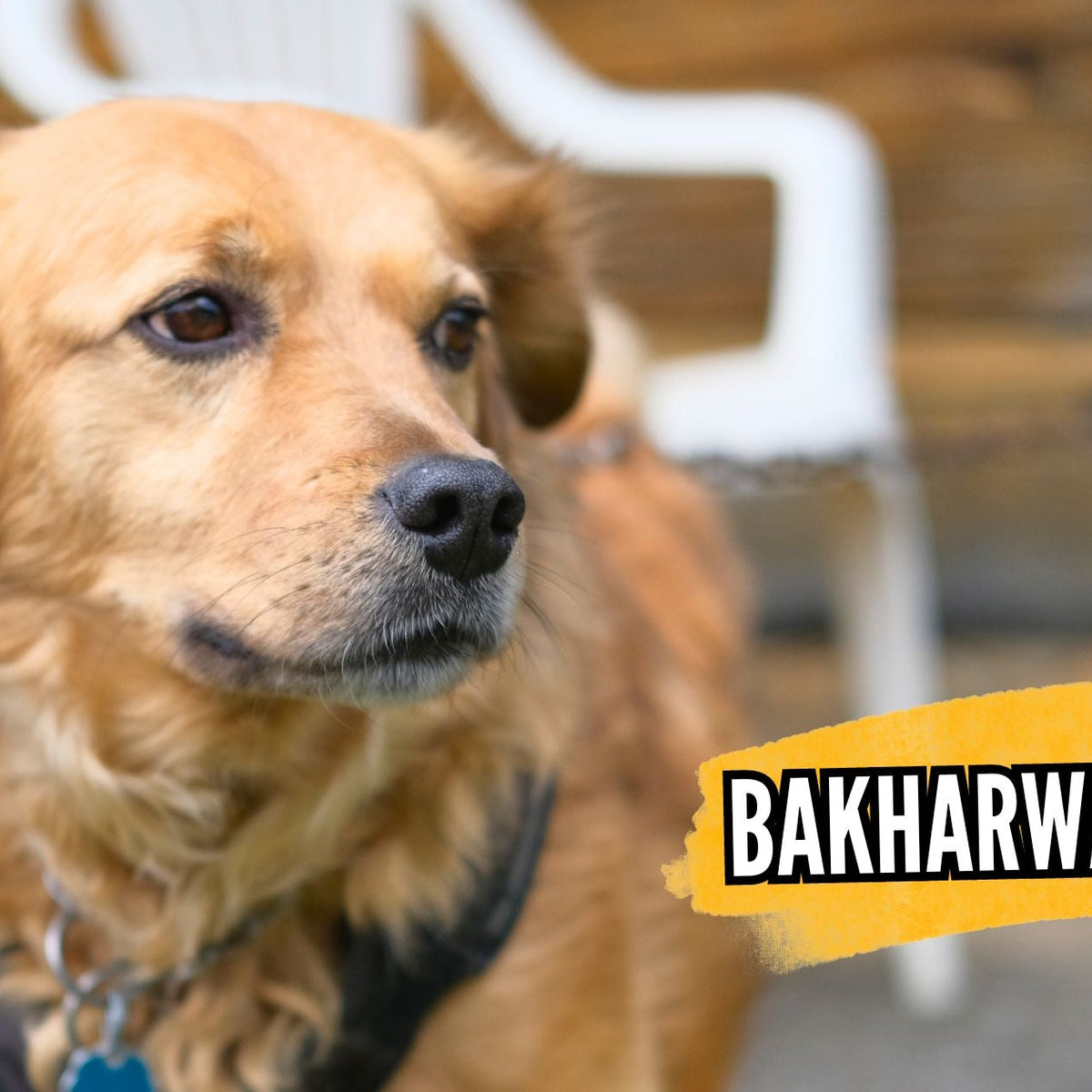 Bakharwal Dog: Guardian of the Himalayas - The Basil Pet Care