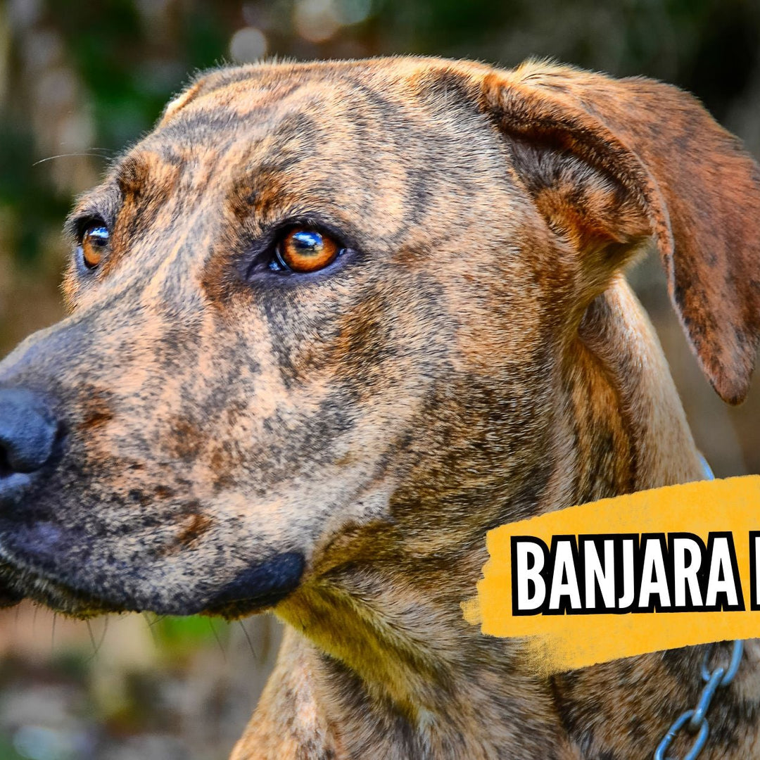 Bakharwal Dog: Guardian of the Himalayas - The Basil Pet Care