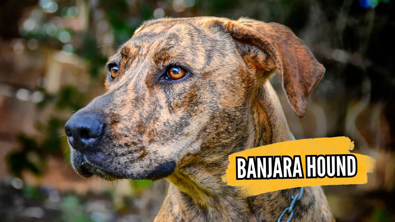 Bakharwal Dog: Guardian of the Himalayas - The Basil Pet Care