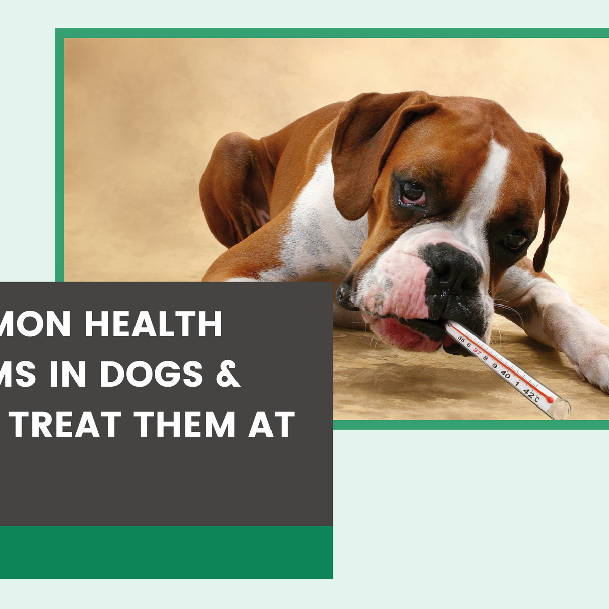 10 Common Health Problems in Dogs & How to Treat Them at Home - The ...