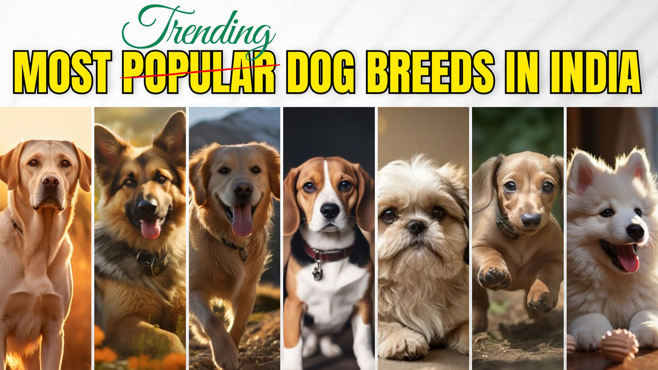 Most Trending Dog Breeds in India - The Basil Pet Care