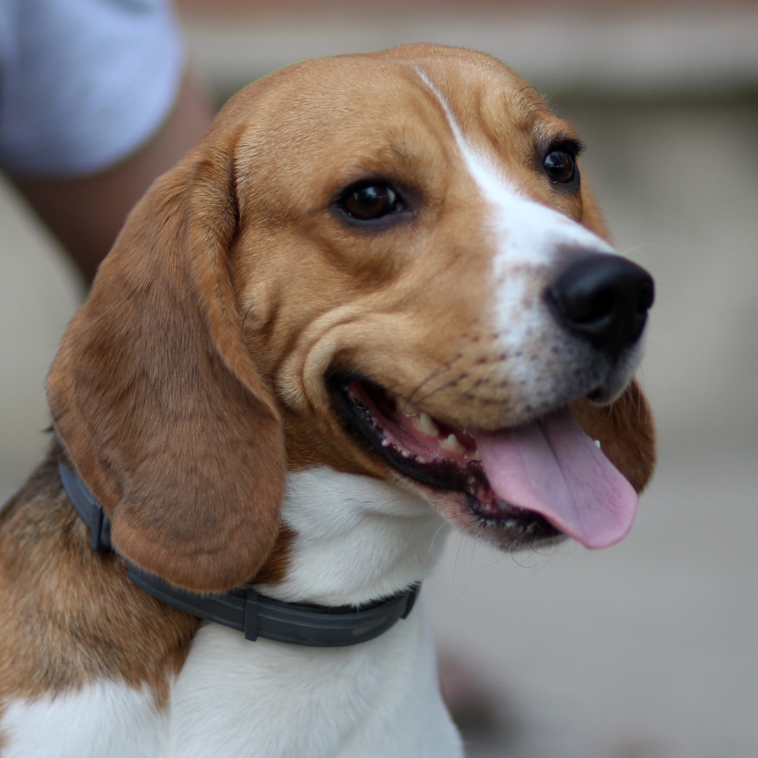 Shop Dog Collars Online in India - Stylish & Durable Collars for Dogs ...