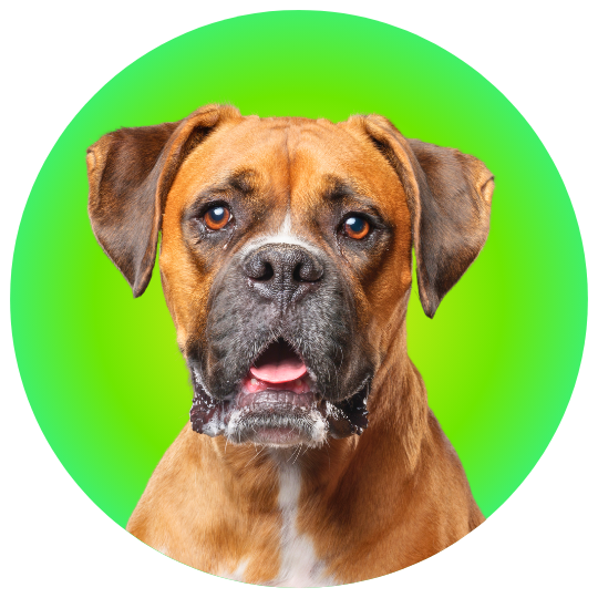 BOXERS - The Basil Pet Care