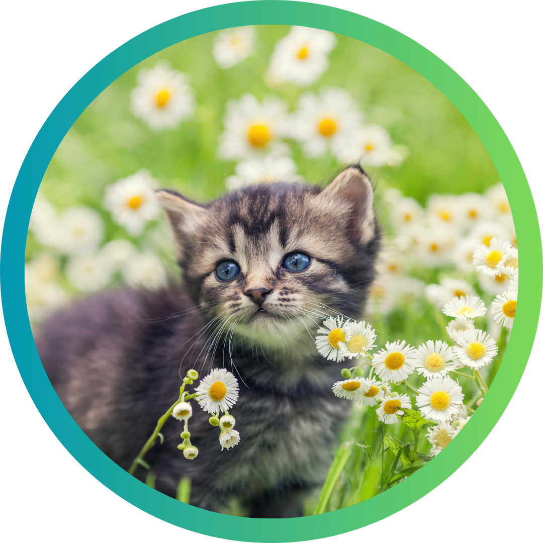 CATS – The Basil Pet Care