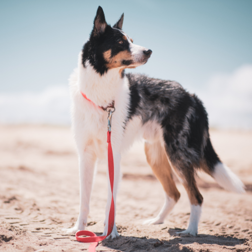 Dog Leashes Online in India - Durable & Stylish Leashes for Dogs – The ...