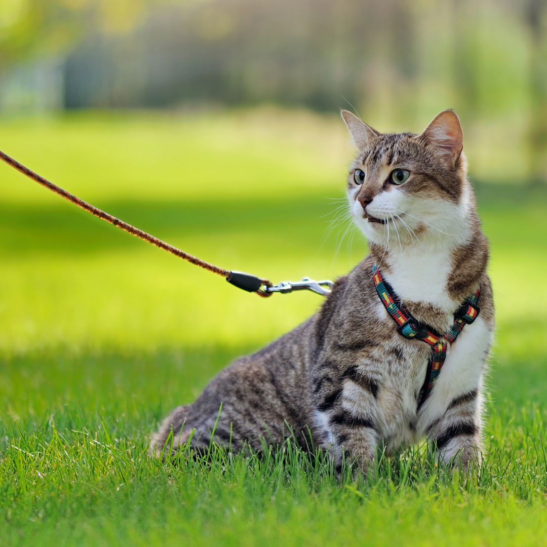 Shop Trendy Kitten Leashes Online | Stylish & Comfortable Collection ...