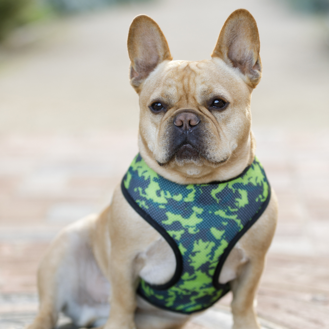 Shop Puppy Harnesses Online | Stylish & Comfortable Harnesses – The ...